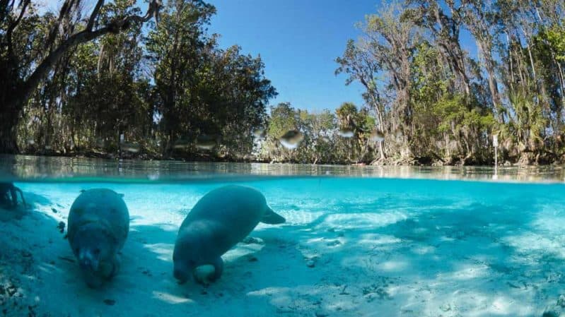 Crystal River: mergulho com peixes-boi na Flórida e muito mais!